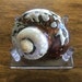 Beach Decor Seashell Stand - Large and Small Display Stands - Shell ...