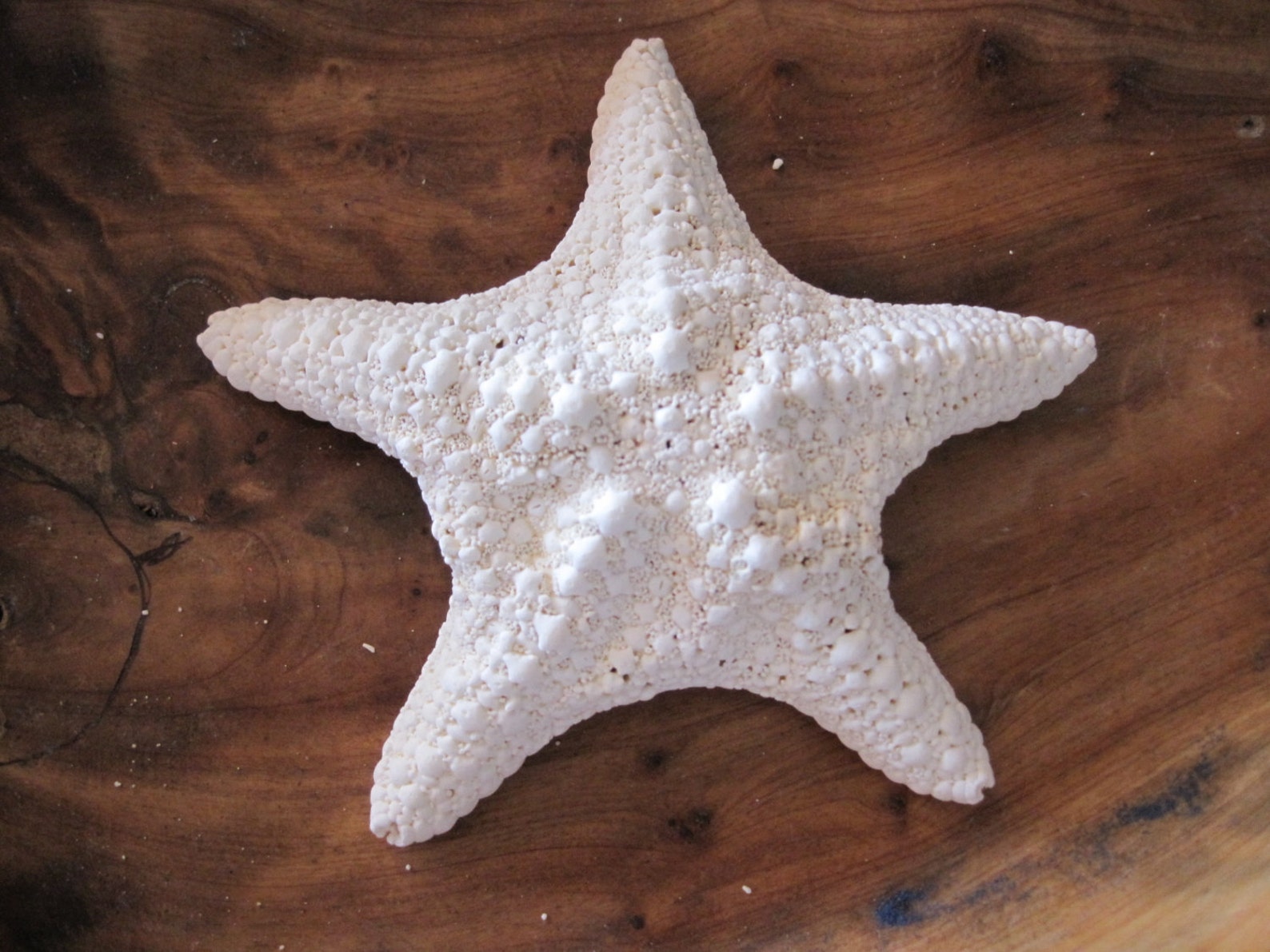 White Common Starfish (2 PC) - Small Starfish - Beach Wedding - White ...