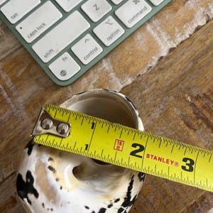 XL Magpie Turbo Shell (1 Pc)- Hermit Crab Shell - Large Opening Sizes ...