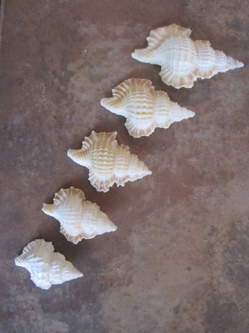 Maple Leaf Shells 6 Beach Decor Seashells Seashell - Etsy