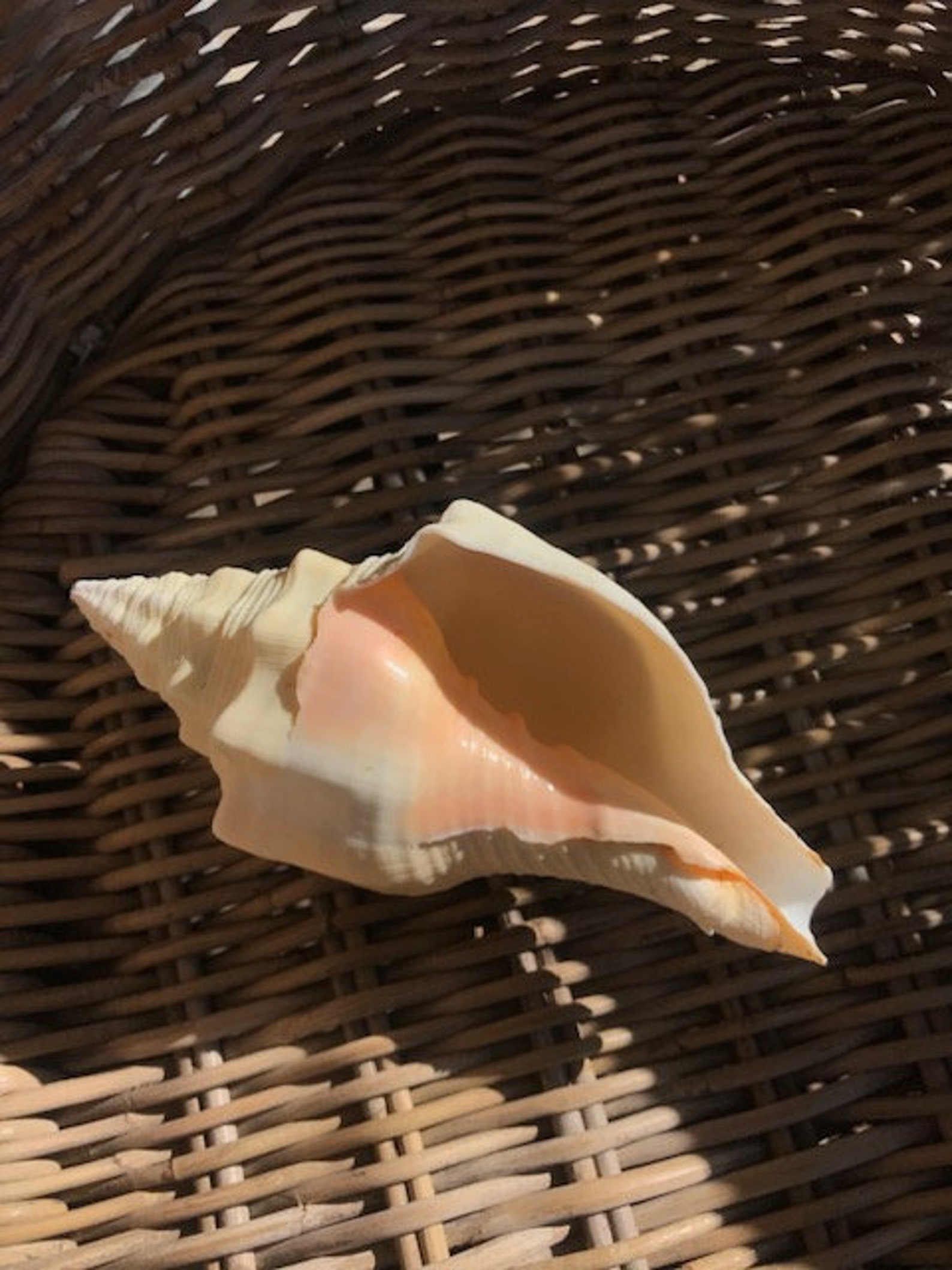 Beach Decor Chank Shell Large Chank Shell Coastal Home | Etsy