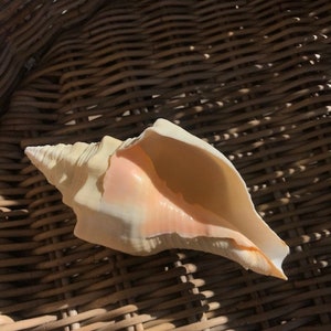 Beach Decor Chank Shell - Large Chank Shell - Coastal Home Decor ...