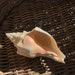 Beach Decor Chank Shell Large Chank Shell Coastal Home Decor Large ...