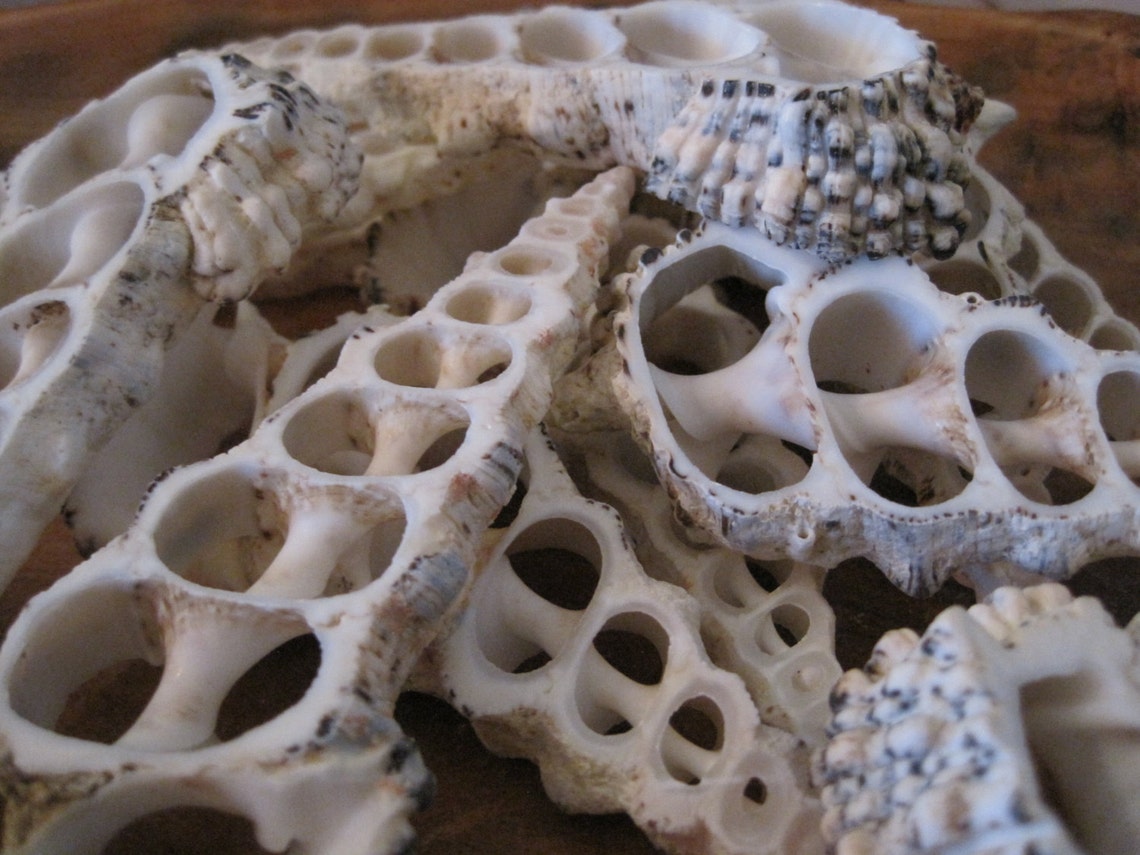 Cross Cut Cerithium Shells (6) - Assorted Shells - Coastal Home Decor ...