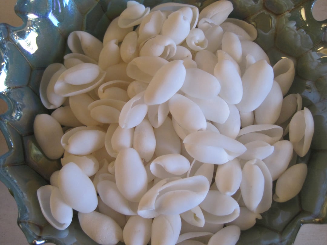 Beach Decor White Bubble Shells 15 Bubble Shell Seashell Supply Beach ...
