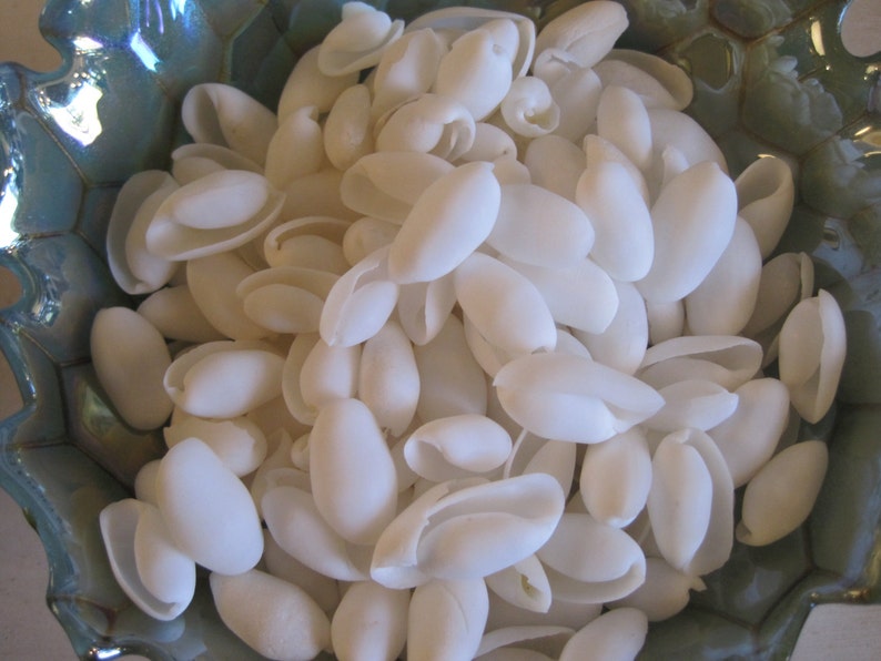 Beach Decor White Bubble Shells 15 Bubble Shell Seashell - Etsy