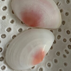 Pink Tellin Shells - (1 Cup) - Craft Shells - Beach Wedding - Nautical ...
