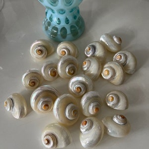 Cinnerus Pearl Seashells (6 Pcs) - Turbo Shells - Pearlized Shells ...