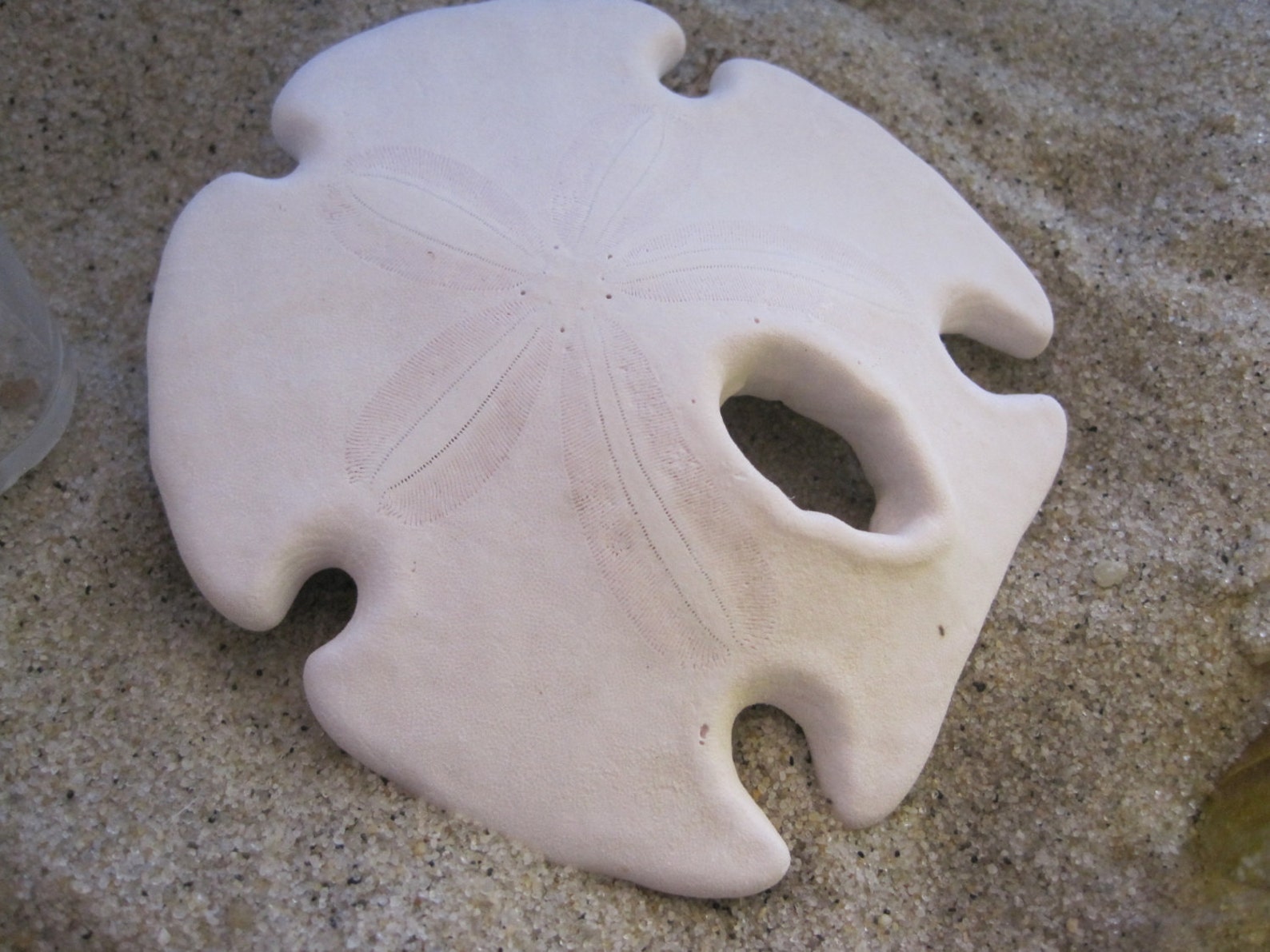 Beach Decor Keyhole Sand Dollar 1 Sand Dollar Coastal - Etsy