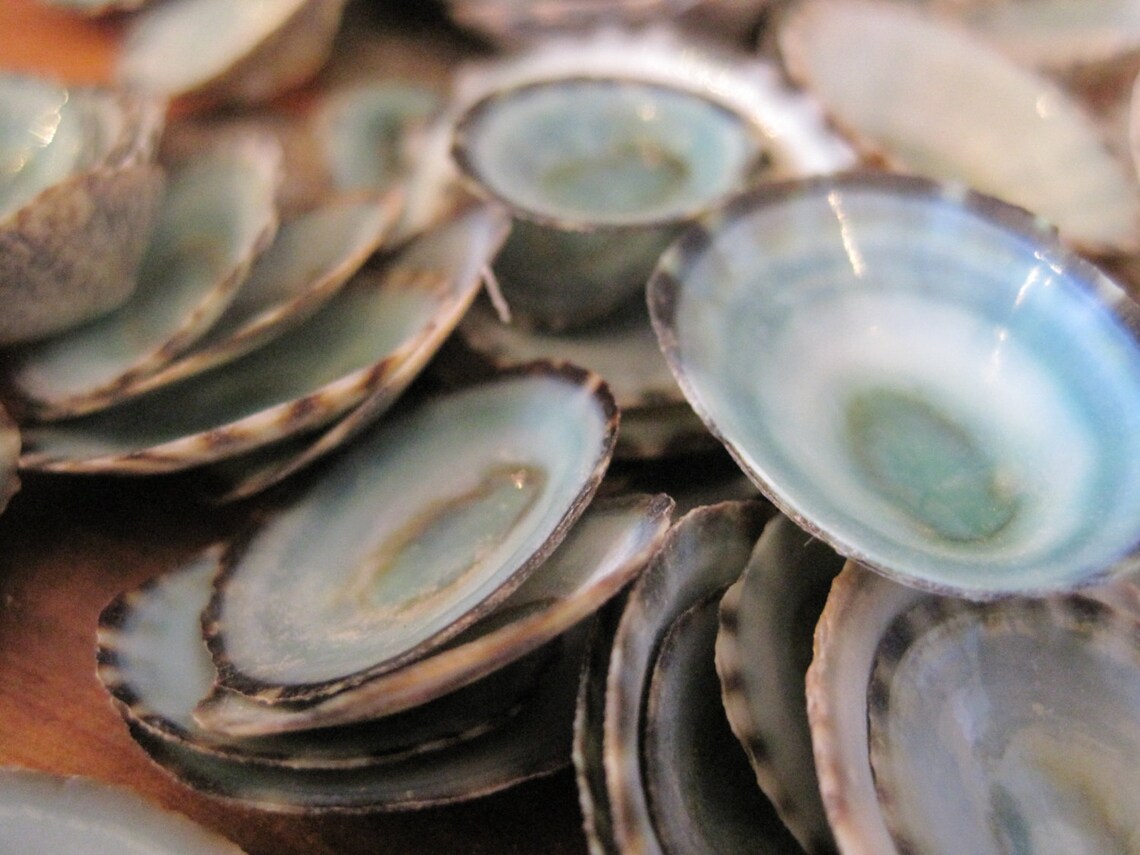 Beach Decor Blue Green Limpet Shells 25 Seashell Supply - Etsy