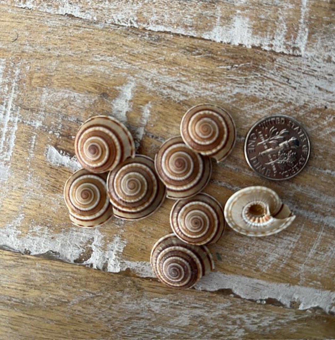 Small Sundial Seashells (10) - Seashell Supply - Beach Wedding - Craft ...