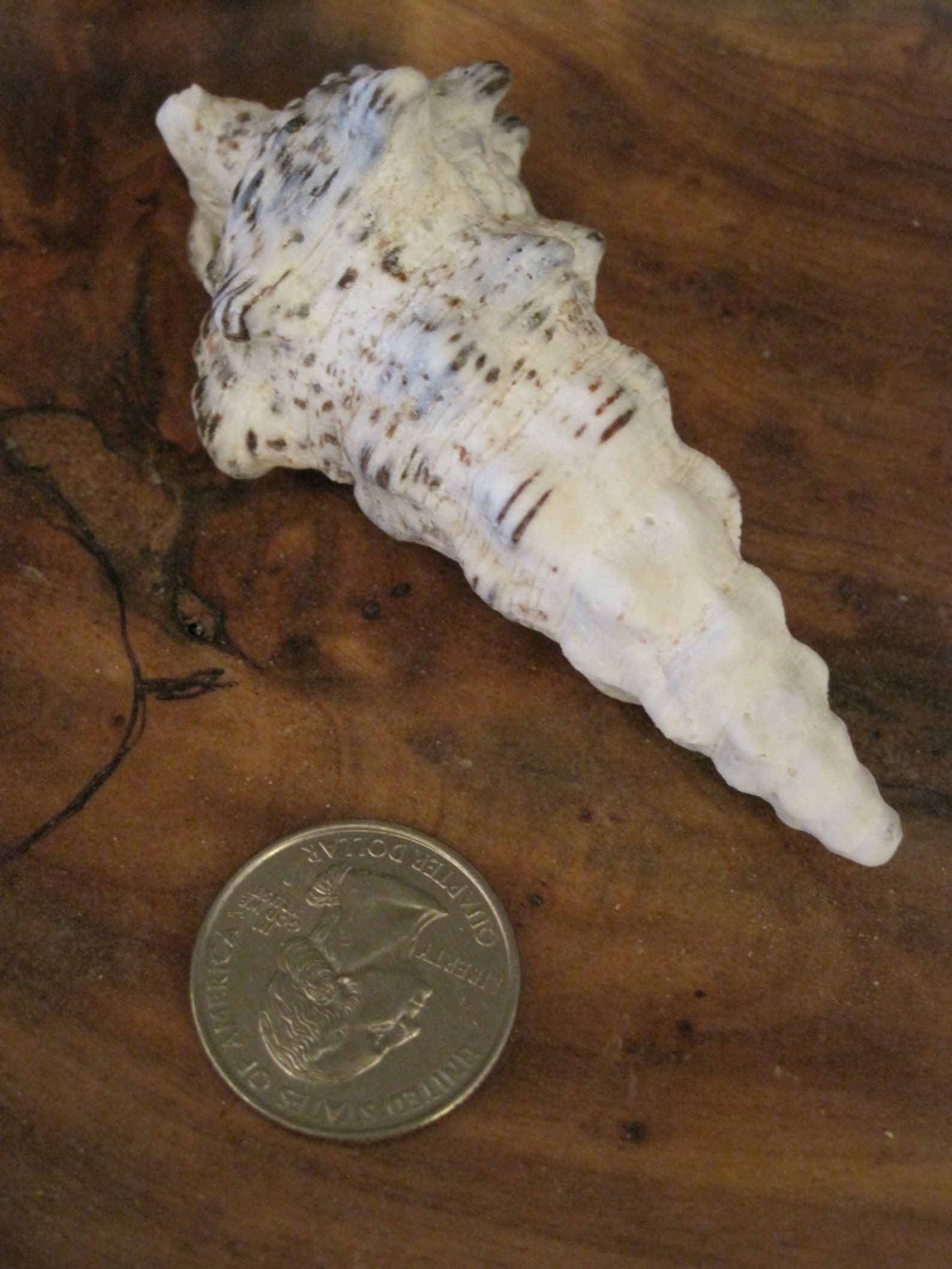 Knobby Cerithium Shells 3 Seashells Seashell Supply | Etsy