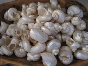 Umbonium Guamensis Polished Cinerious Turbo Moon Shells - Etsy