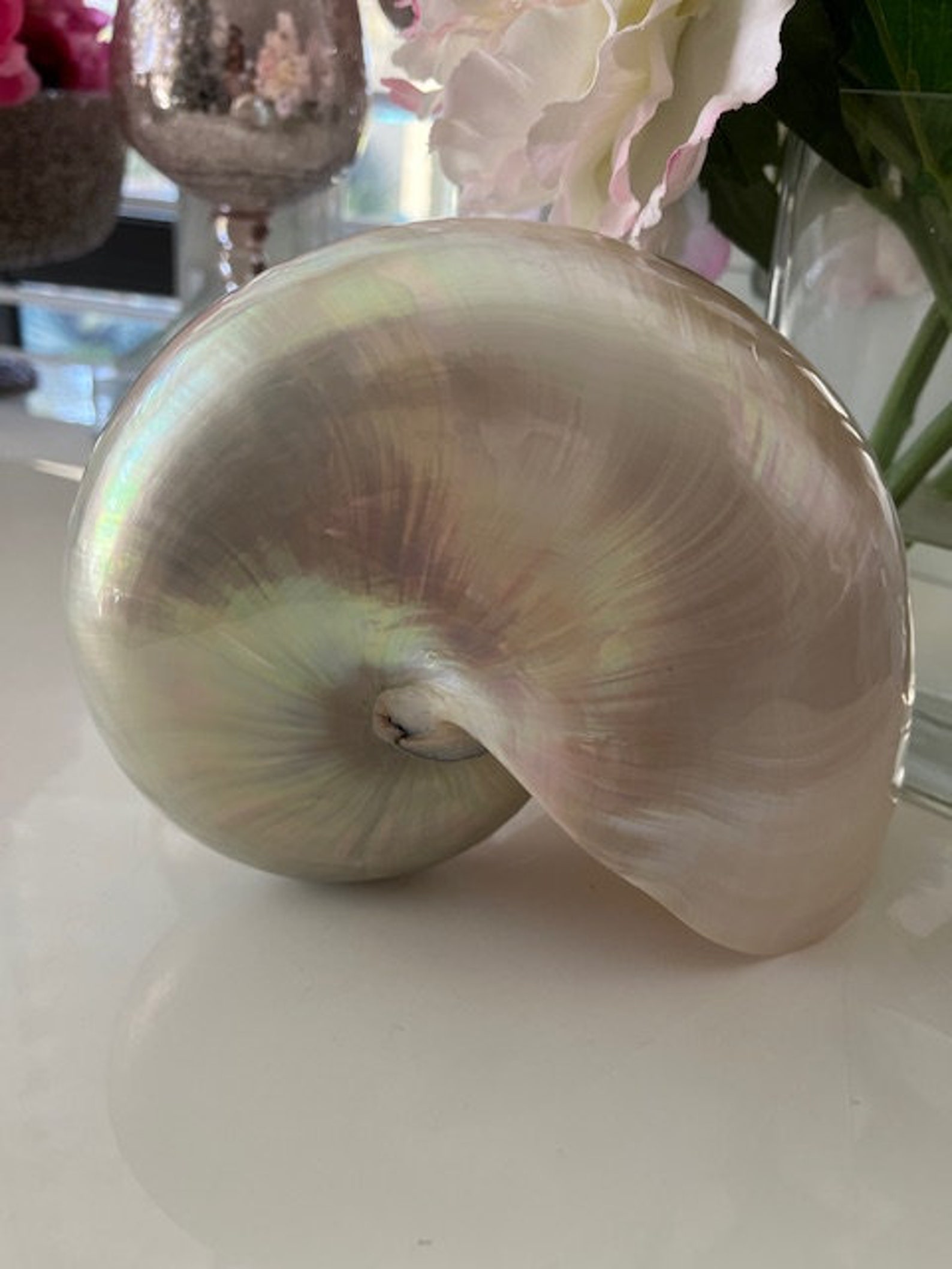 Polished Nautilus Shell Large Nautilus Shell Pearlized Nautilus Coastal ...