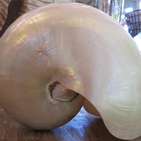Large Nautilus Shell - Etsy