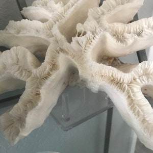 Beach Decor Seashell Stand - Large and Small Display Stands - Shell ...