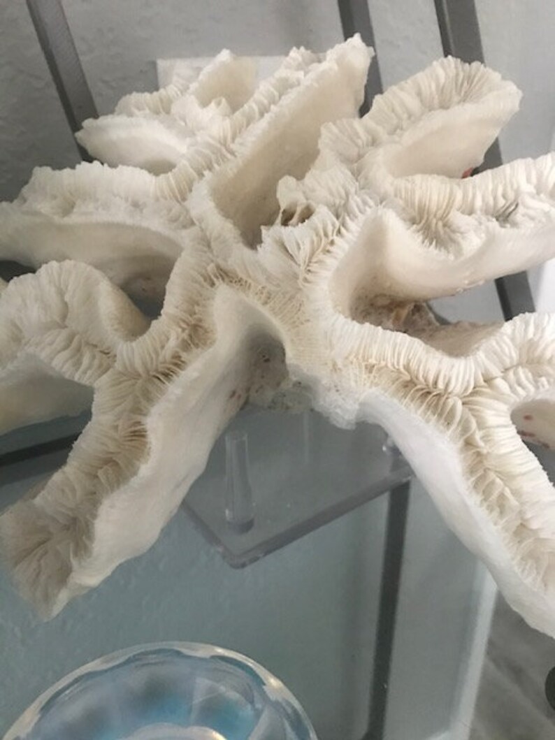 Beach Decor Seashell Stand Large and Small Display Stands | Etsy