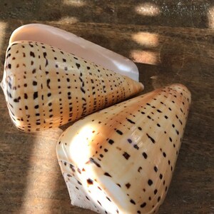 Orange Cone Snail Shell (1) - Conus Vitulinus Seashell - Specimen ...