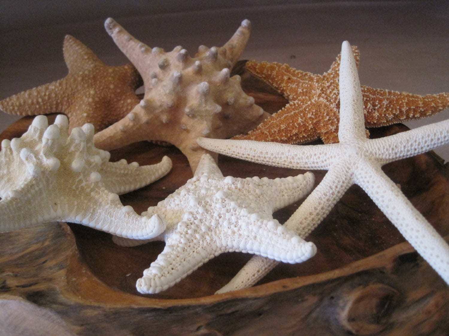 Mixed 6 PC Starfish Collection White Starfish Knobby | Etsy