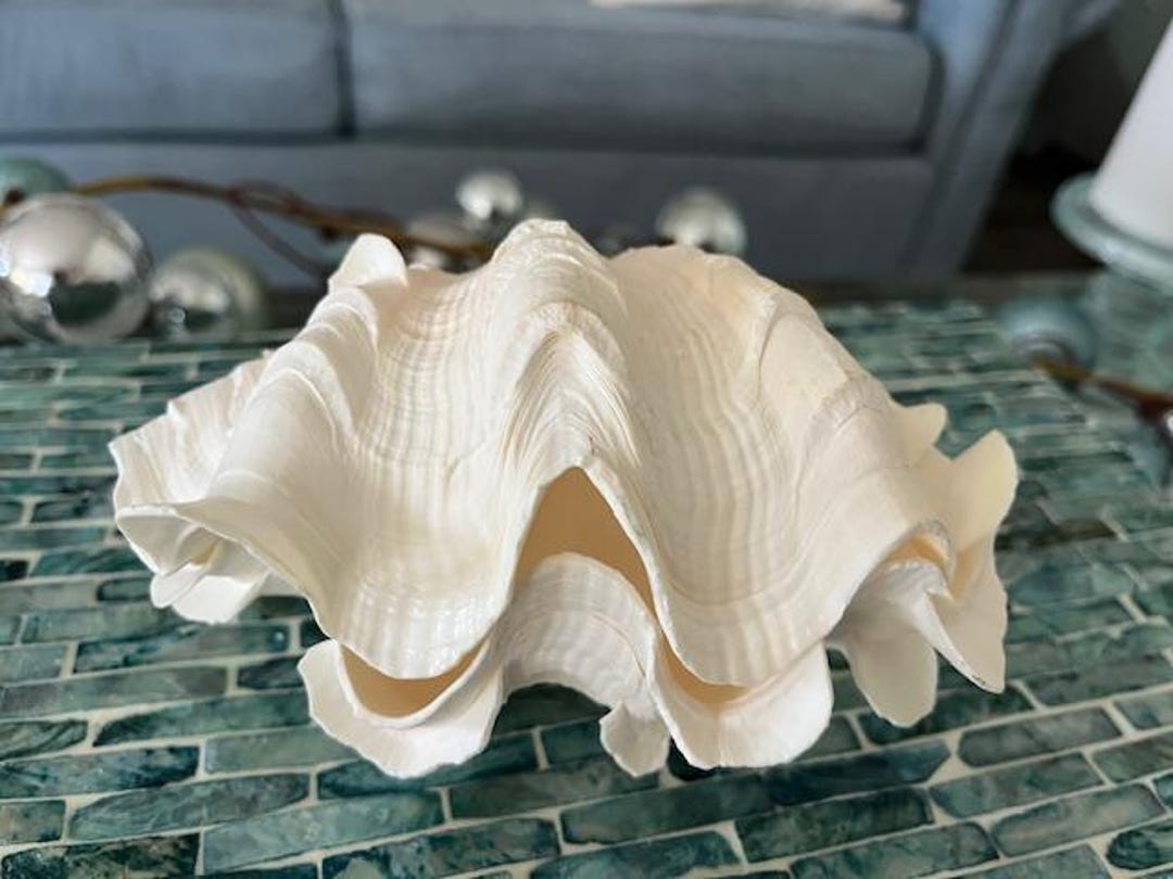 Double Squamosa Rare Clam Shell Pale Peach and White Double Clam Shell ...