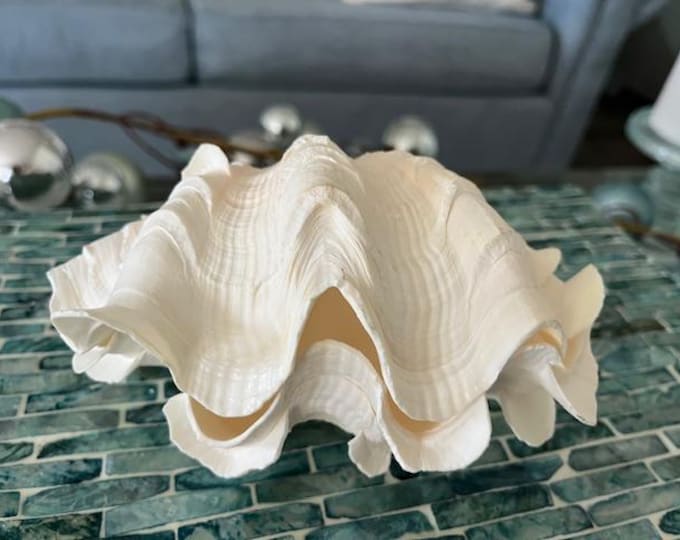 Double Squamosa Rare Clam Shell - Pale Peach and White Double Clam ...