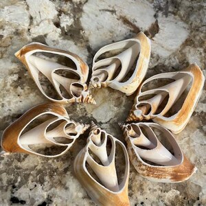 Center Cut Canarium Shells (5) - White Shells - Coastal Home Decor ...