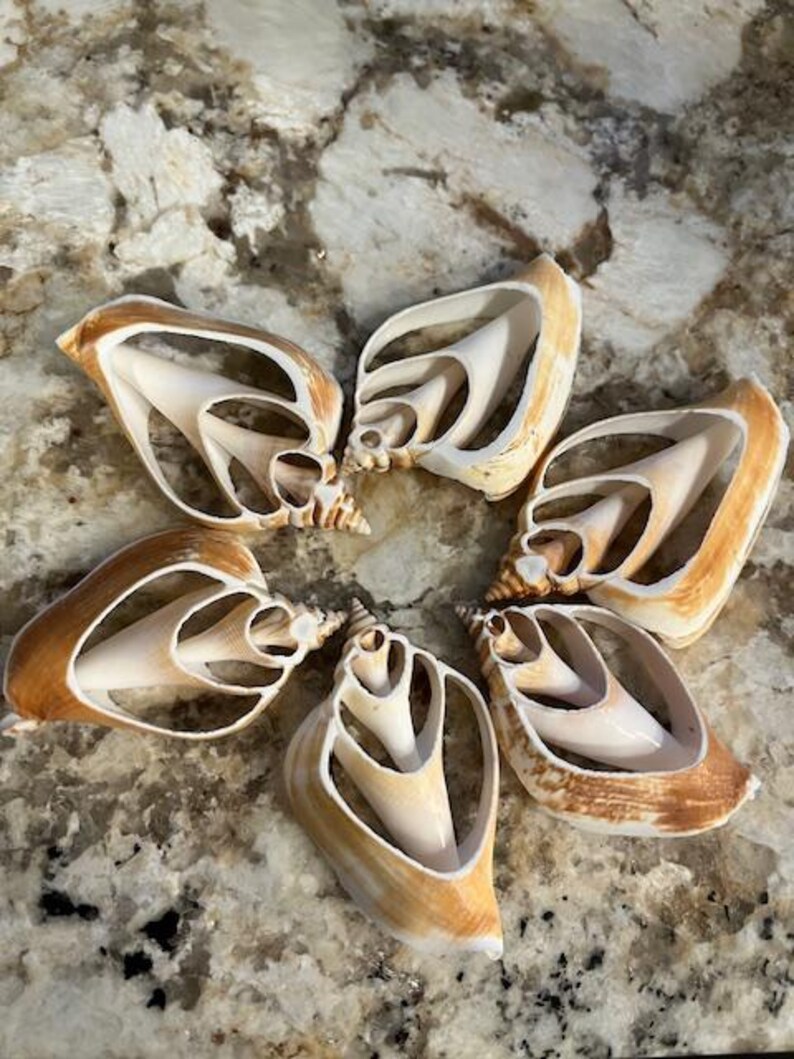 Center Cut Canarium Shells (5) - White Shells - Coastal Home Decor ...