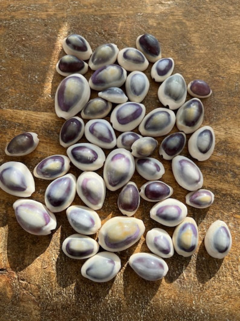 Purple Top White Cowrie Shells (25 Pcs ) - Cowries - Seashell Supply ...