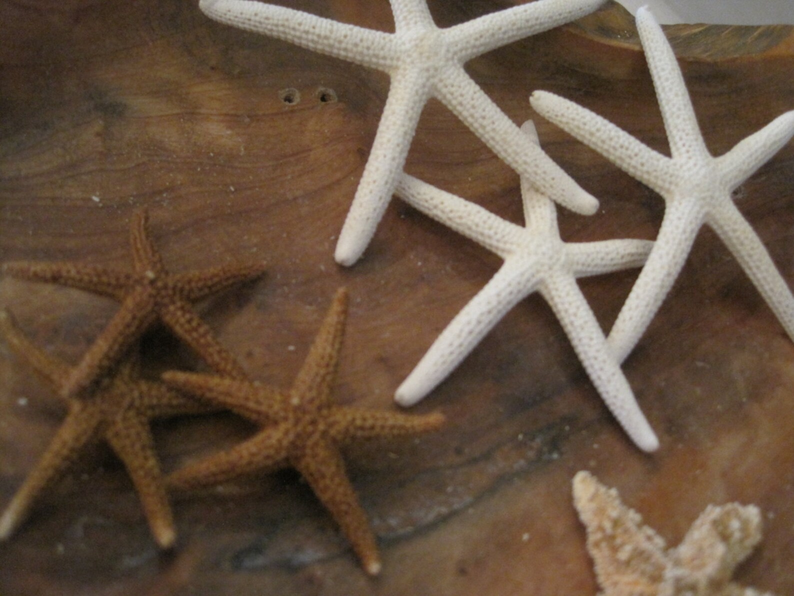 Mini Starfish Collection 12 PC Mini White Starfish Sugar - Etsy