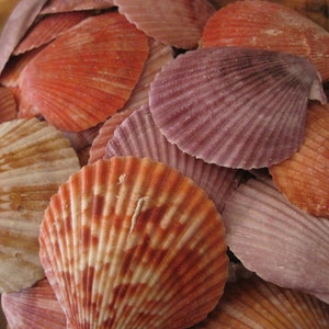 Pectin Scallop Shells (10 PC)- Seashells for Beach Decor - Wholesale ...