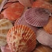 Pectin Scallop Shells 10 PC Seashells for Beach Decor Wholesale ...