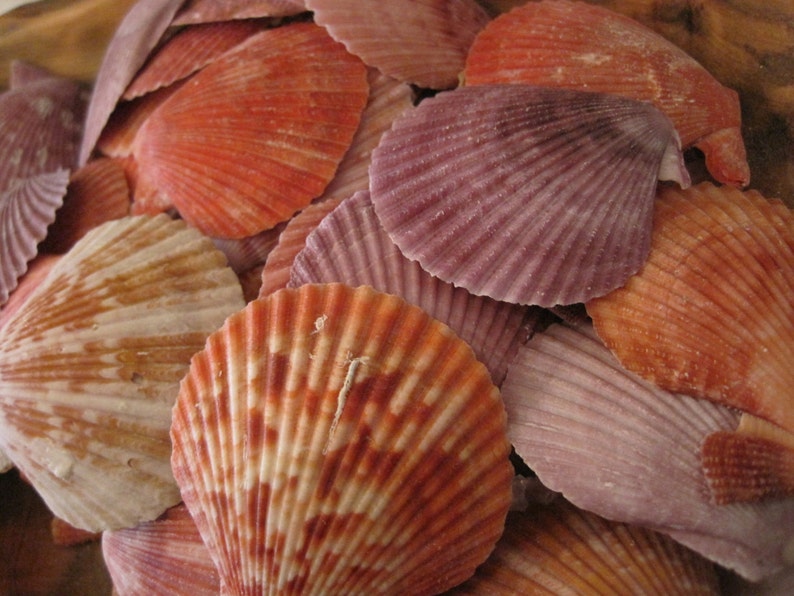 Pectin Scallop Shells 10 PC Seashells for Beach Decor - Etsy