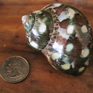 Beach Decor - Spotted Brown and Green Turbo Shell (2 Pc) - Turbo Shell ...