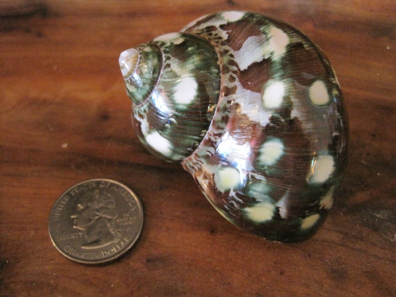 Beach Decor - Spotted Brown and Green Turbo Shell (2 Pc) - Turbo Shell ...