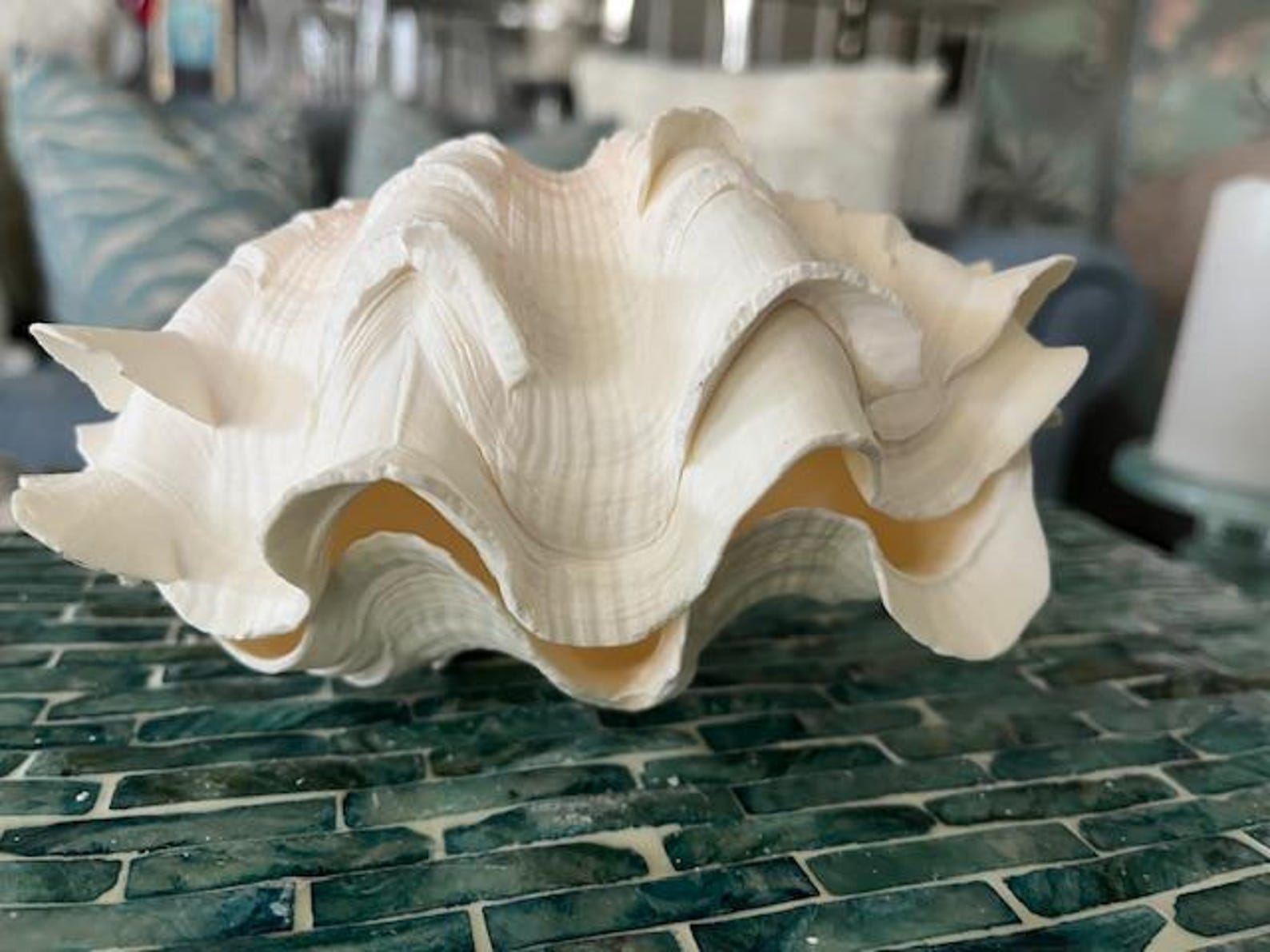 Double Squamosa Rare Clam Shell Pale Peach and White Double Clam Shell ...