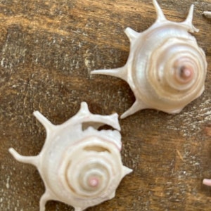 Imperfect Guildfordia Yoka Shell - Specimen Shells - Crafters Seashells ...