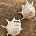Imperfect Guildfordia Yoka Shell Specimen Shells Crafters Seashells ...