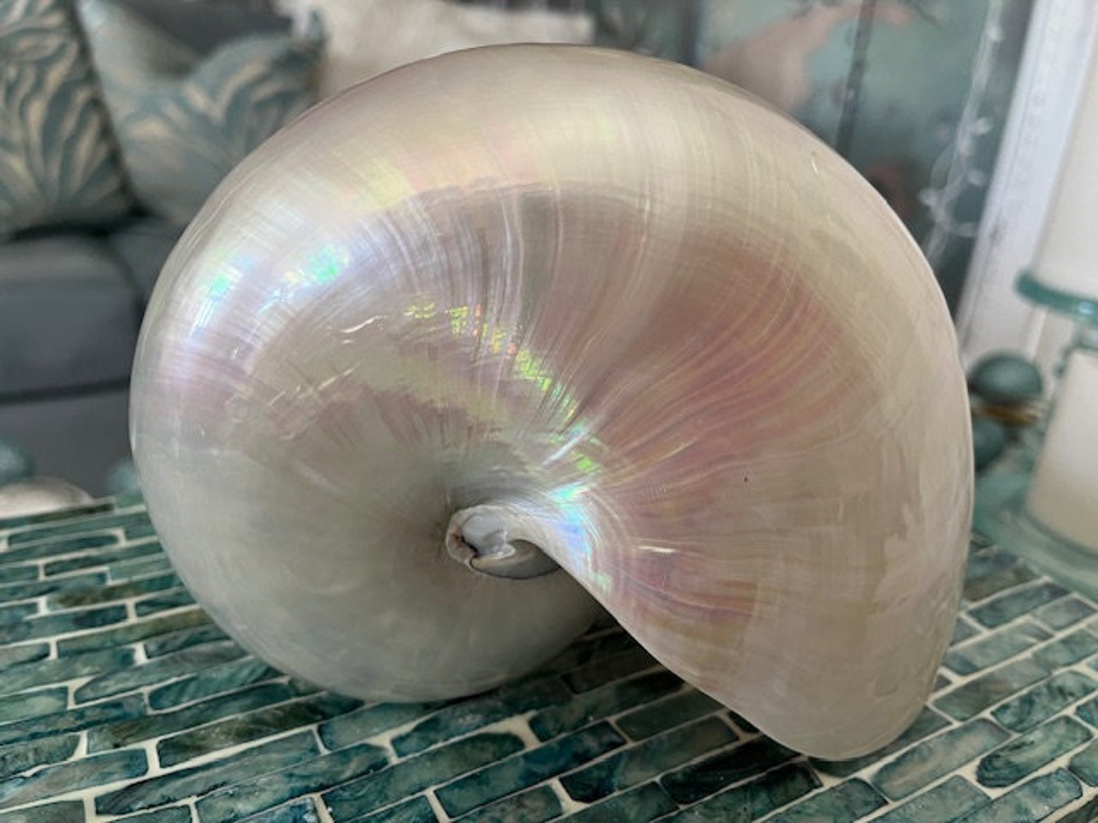 Polished Nautilus Shell Large Nautilus Shell Pearlized Nautilus Coastal ...