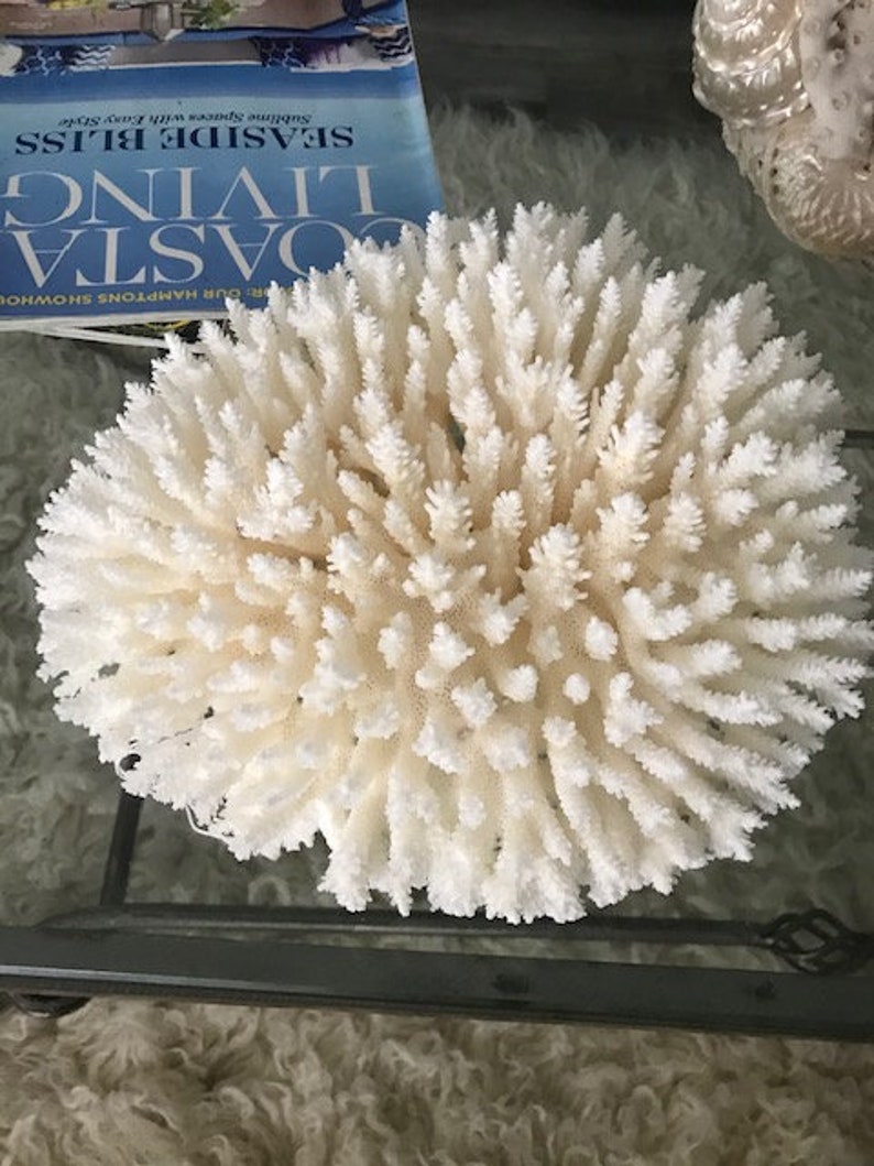 Beach Decor Table Coral Coral Seashells Beach Decor - Etsy