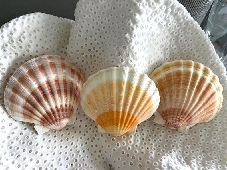 Colorful Natural Scallop Shells (3 PC)- Pectin Shells - Seashells for ...