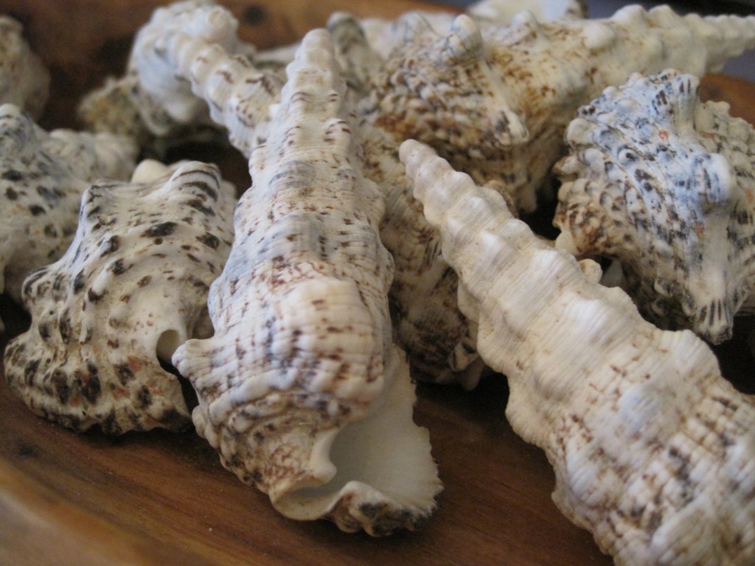Knobby Cerithium Shells (3) - Seashells - Seashell Supply - Beach ...