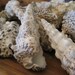 Knobby Cerithium Shells (3) - Seashells - Seashell Supply - Beach ...