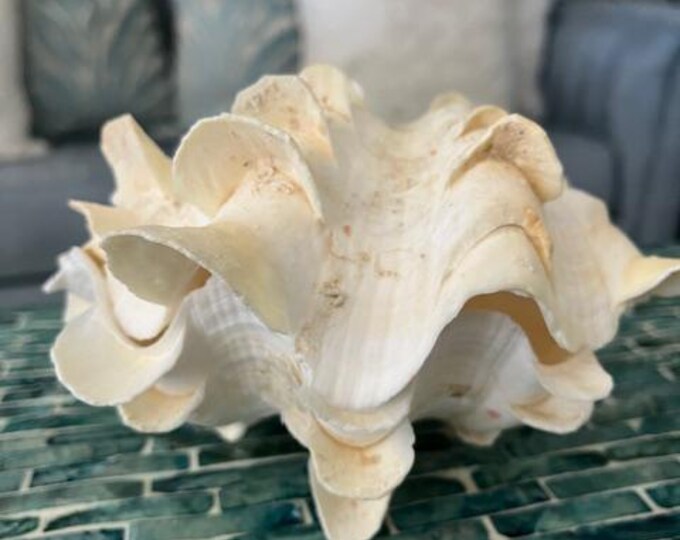 Double Squamosa Rare Clam Shell - White and Pale Yellow Double Clam ...