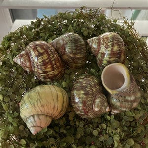 Beach Decor Brown and Green Turbo Petholatus Shells (3 PC) - New Colors ...