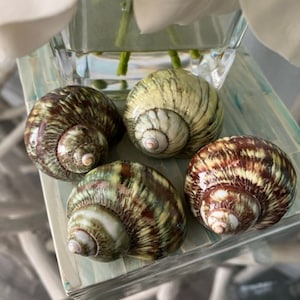 Beach Decor Brown and Green Turbo Petholatus Shells (3 PC) - New Colors ...