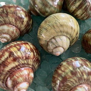 Beach Decor Brown and Green Turbo Petholatus Shells (3 PC) - New Colors ...