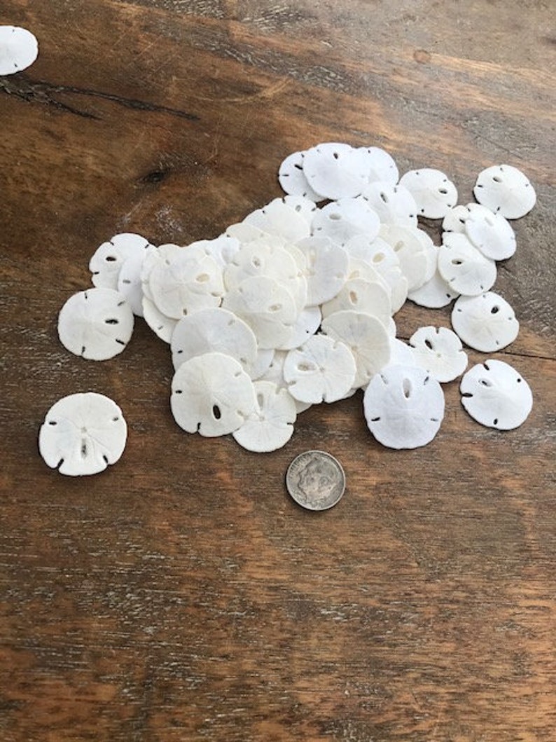 20 Extra Tiny Sand dollars Seashell Supply Extra Tiny Sand | Etsy