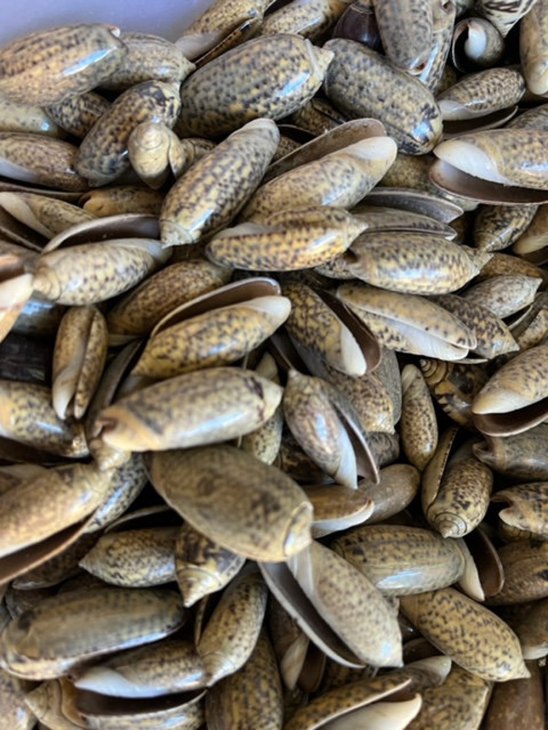 Olive Seashells (25) - Olive Shells - Brown Seashells - Shells ...