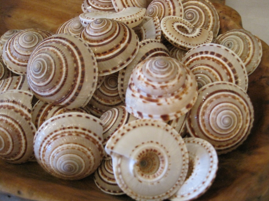 Sundial Seashells (10 PC) - Brown Swirl Shells - Seashell Supply ...