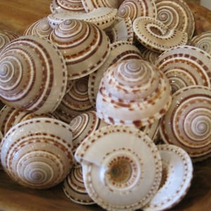 Sundial Seashells (10 PC) - Brown Swirl Shells - Seashell Supply ...